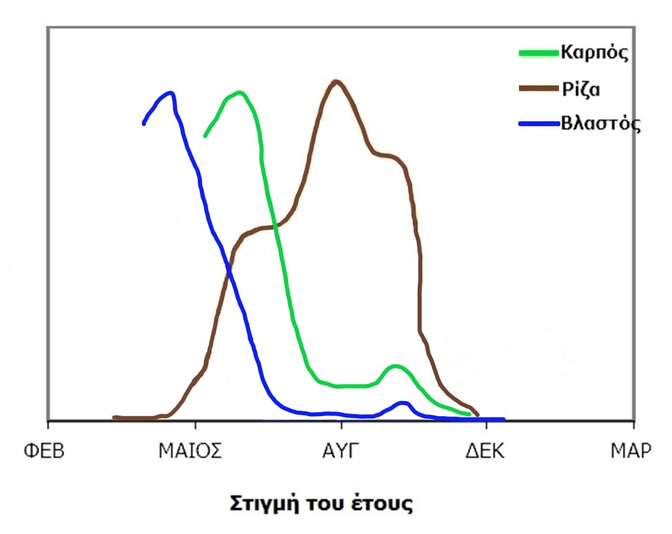 Cultivation of actinia