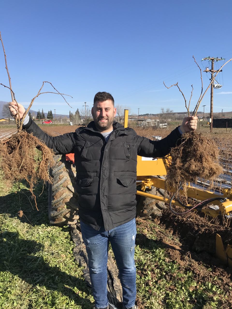 Cultivation of actinia