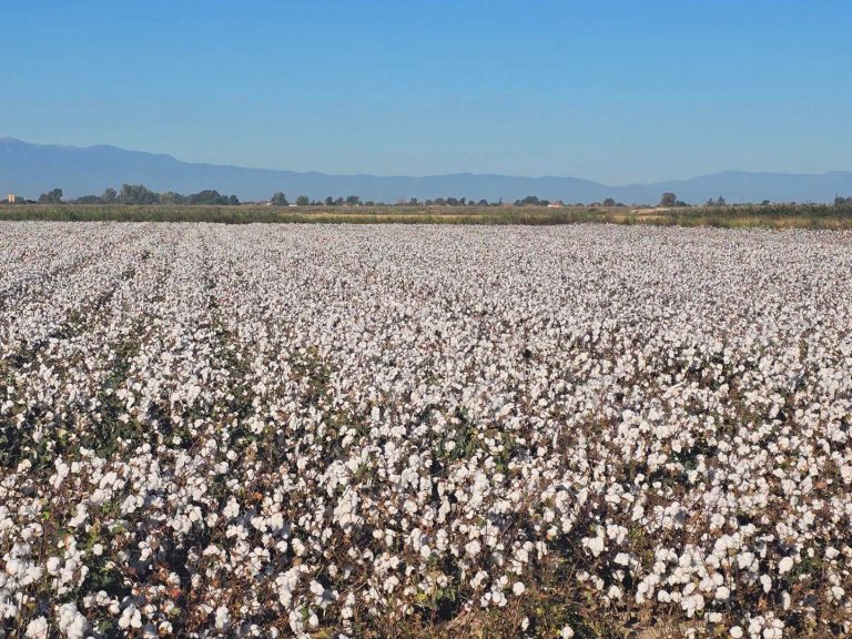 Innovation in Cotton Cultivation: The New Cotton Seed Agro Varieties